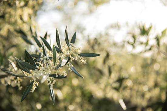A Family-Owned Olive Mill in Arizona - Mother Earth Living